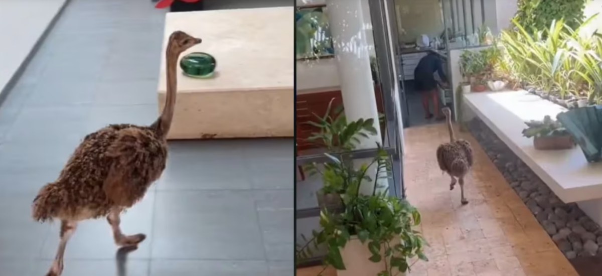 ASÍ FUE COMO UNA AVESTRUZ BEBÉ PRESINTIÓ EL HURACÁN BERYL EN YUCATÁN ...